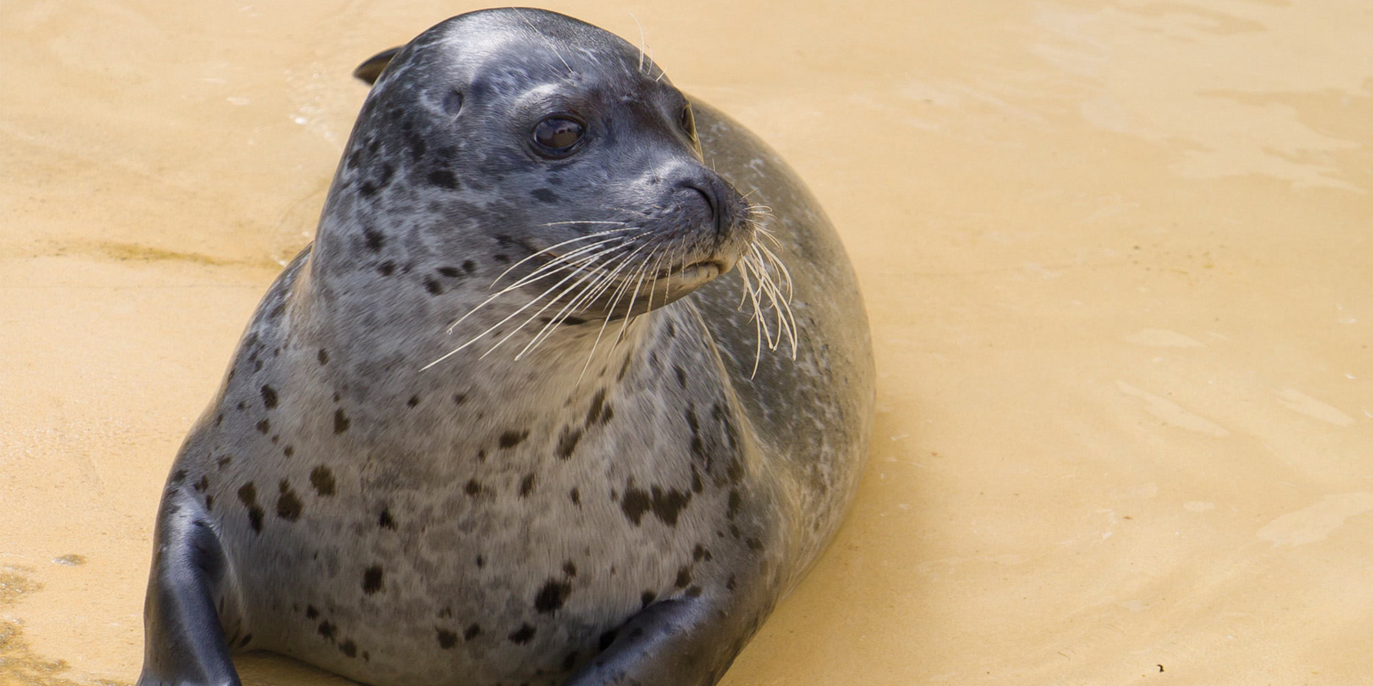 A diamond achievement at The Cornish Seal Sanctuary | Cornwall Living