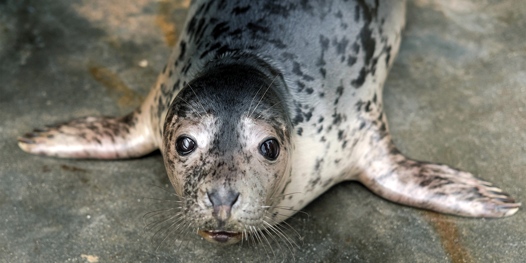 From rescue to release at the Cornish Seal Sanctuary | Cornwall Living