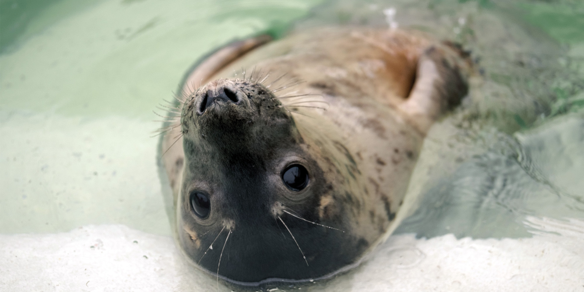 Discover seal life at the Cornish Seal Sanctuary | Cornwall Living