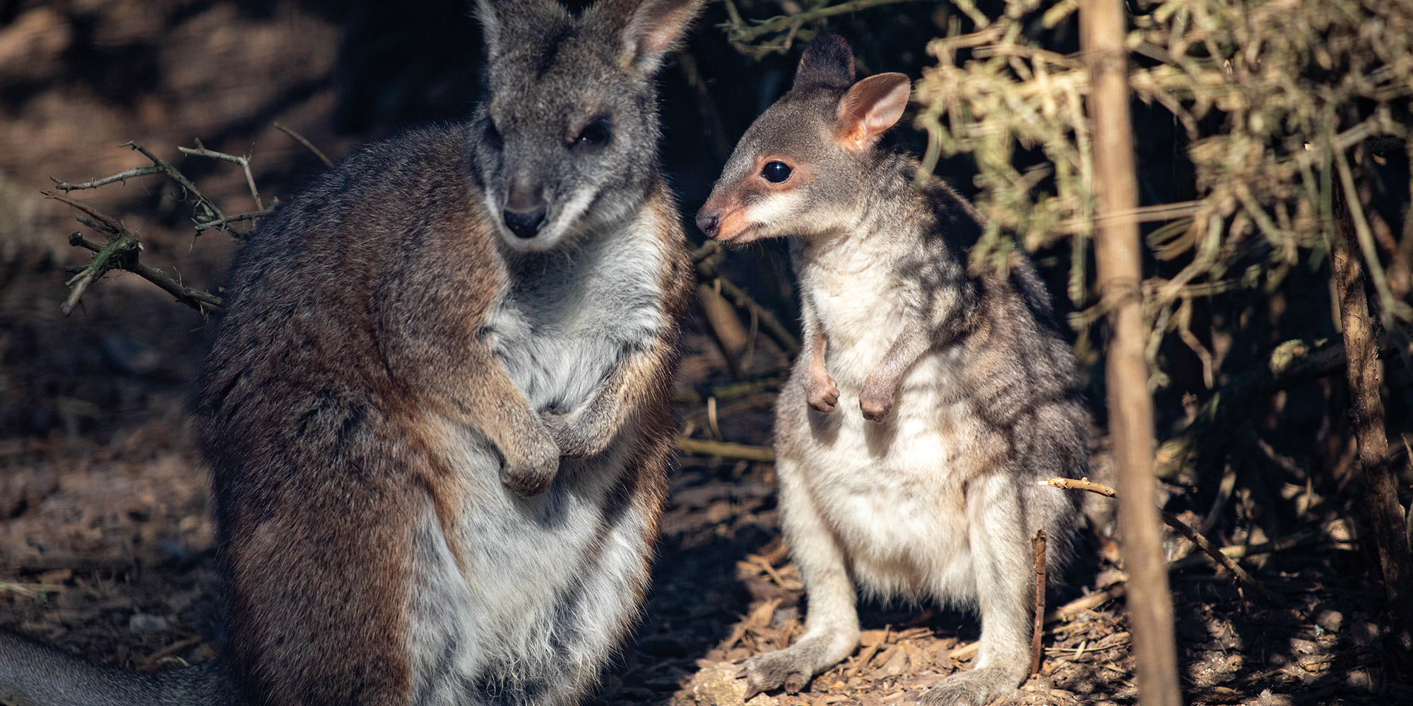 Go wild at Newquay Zoo | Cornwall Living