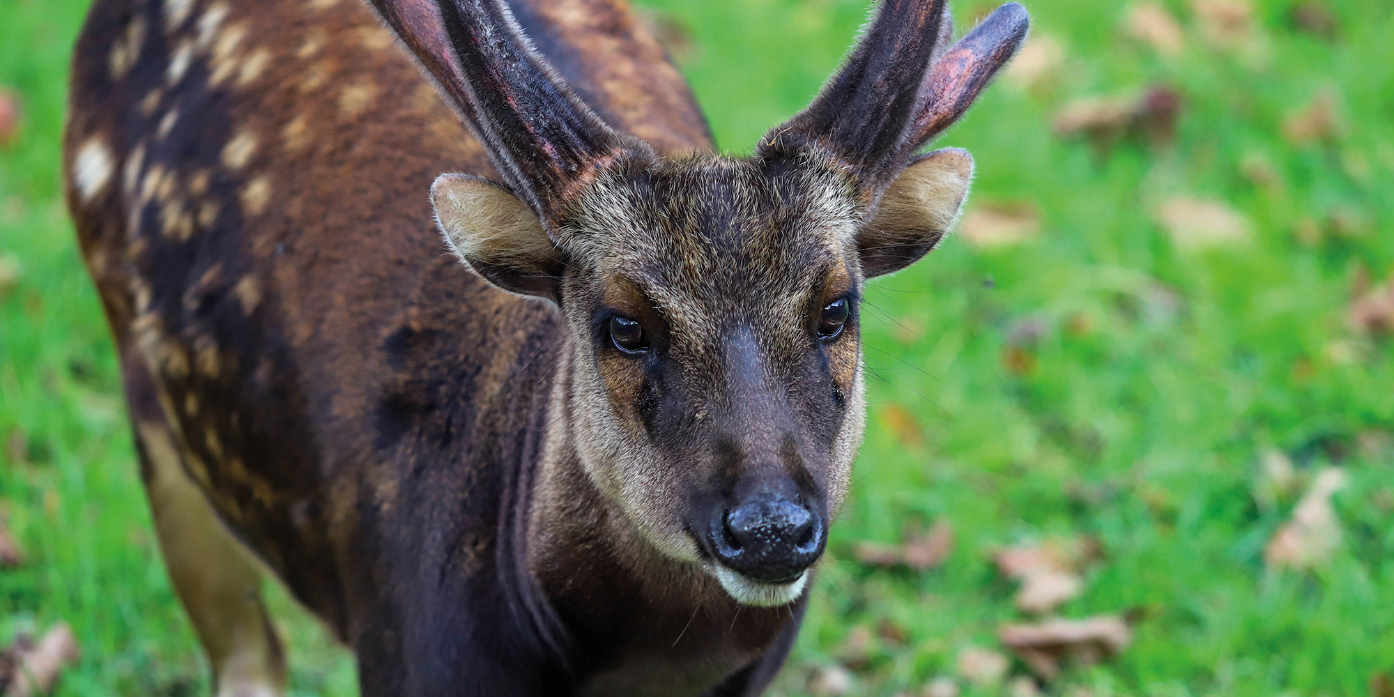 Wild winter at Newquay Zoo | Cornwall Living