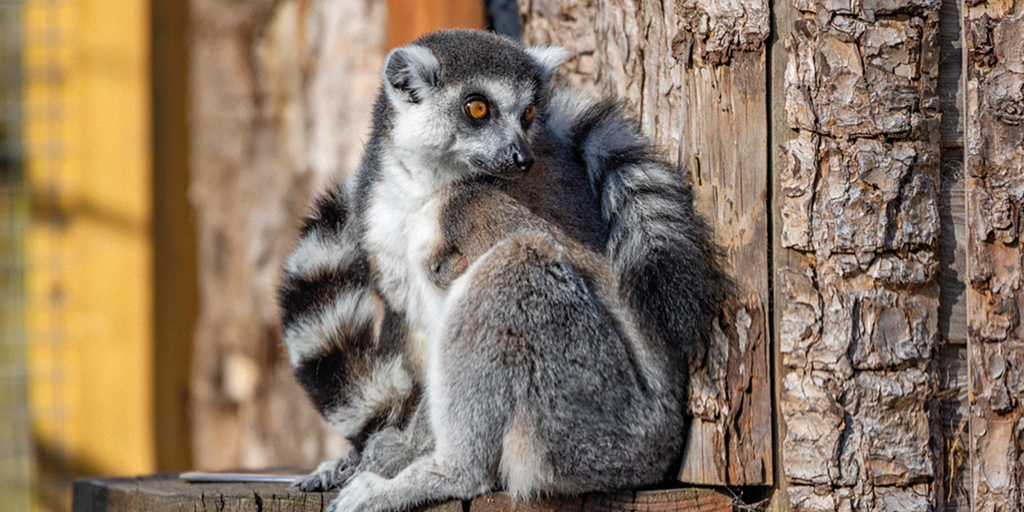 Spring into adventure with Newquay Zoo | Cornwall Living